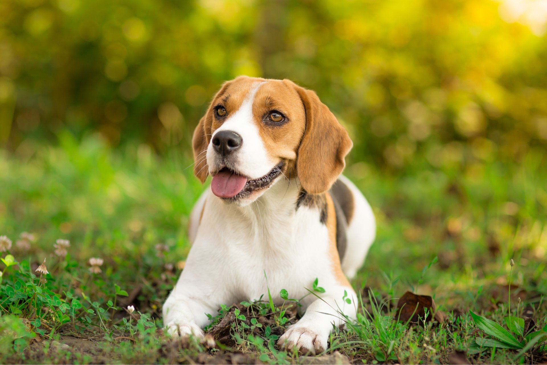 Types Of Insemination | Slade Veterinary Hospital