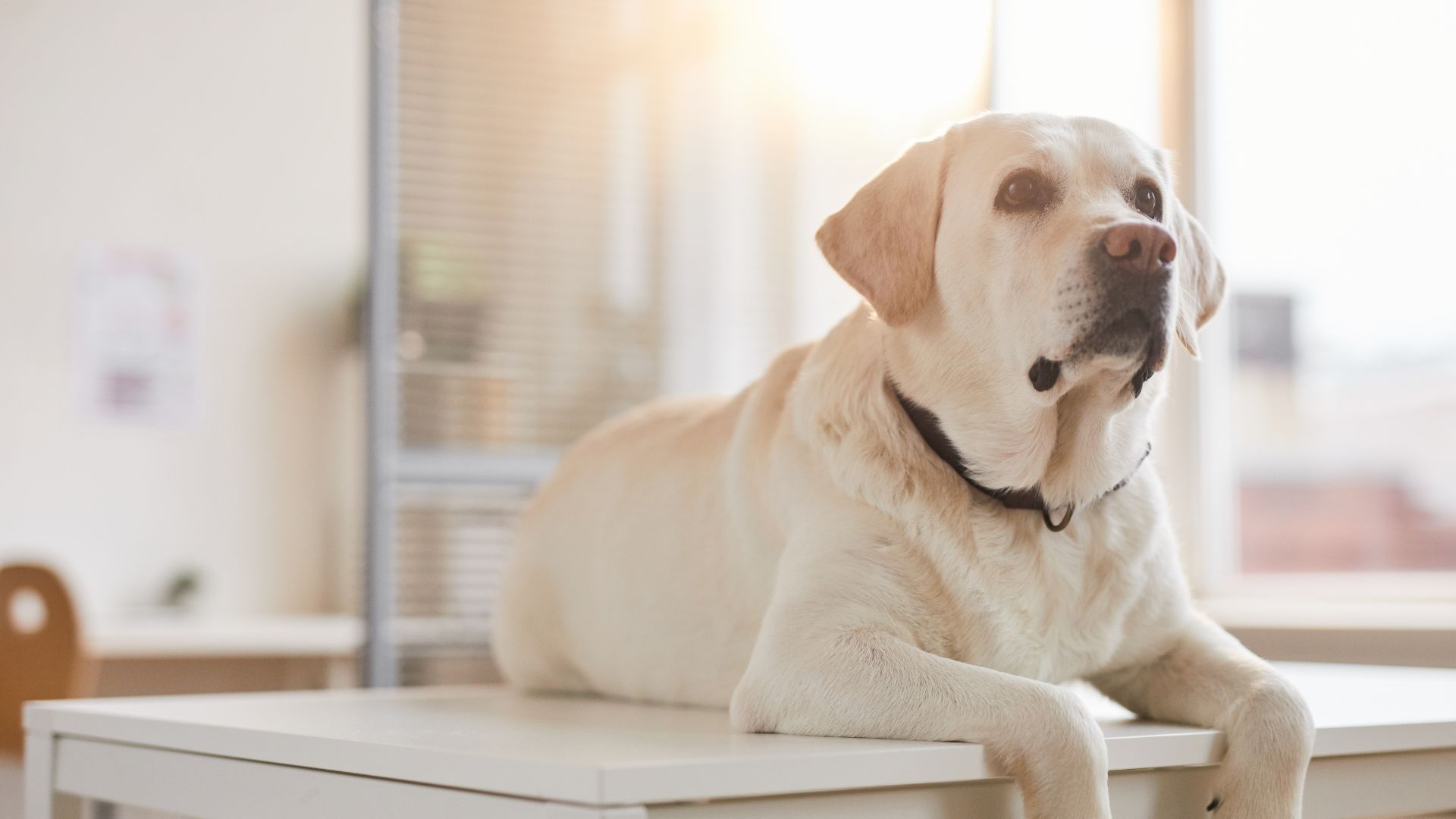 OFA Application For Hip/Elbow Dysplasia Database | Slade Vet