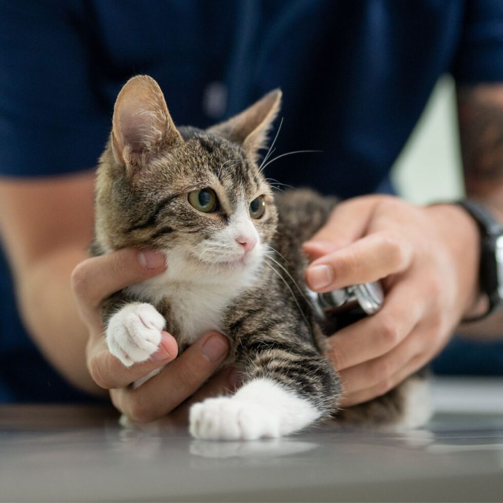 Pet Preventative Care In Framingham, MA | Slade Vet Hospital
