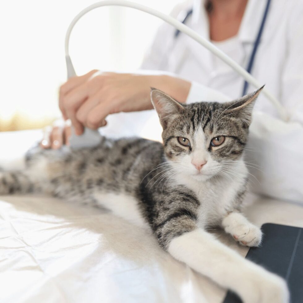 Framingham, MA Veterinary Services | Slade Veterinary Hospital