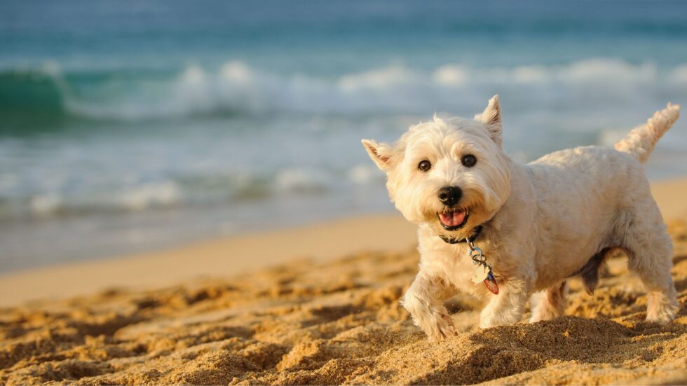 New CDC Dog Import Regulations: What You Need To Know | Slade ...