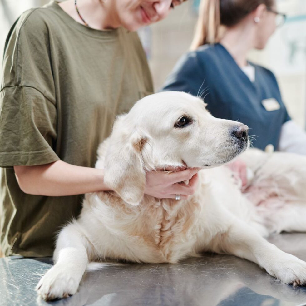 First Visit Etiquette | Slade Veterinary Hospital