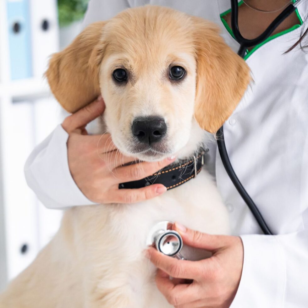 Best Vet Hospital In Framingham, MA | Slade Veterinary Hospital Best Vet Hospital In Framingham, MA | Slade Veterinary Hospital