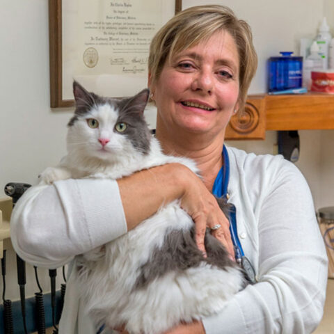 Veterinarian In Framingham, MA | Slade Veterinary Hospital
