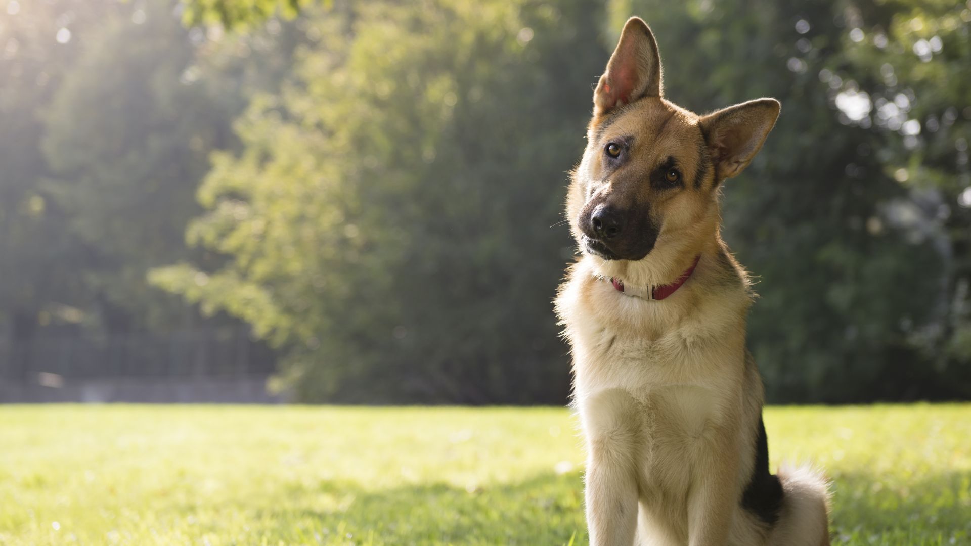 PennHIP Radiograph Application | Slade Veterinary Hospital