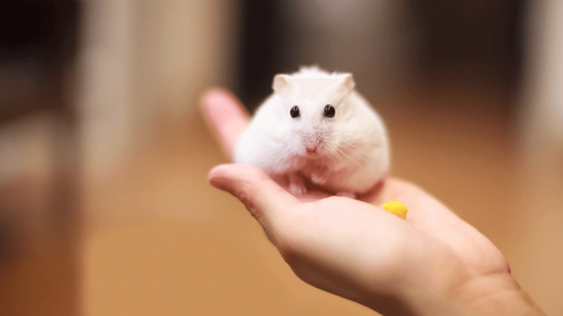 Pocket Pets In Framingham, MA | Slade Veterinary Hospital