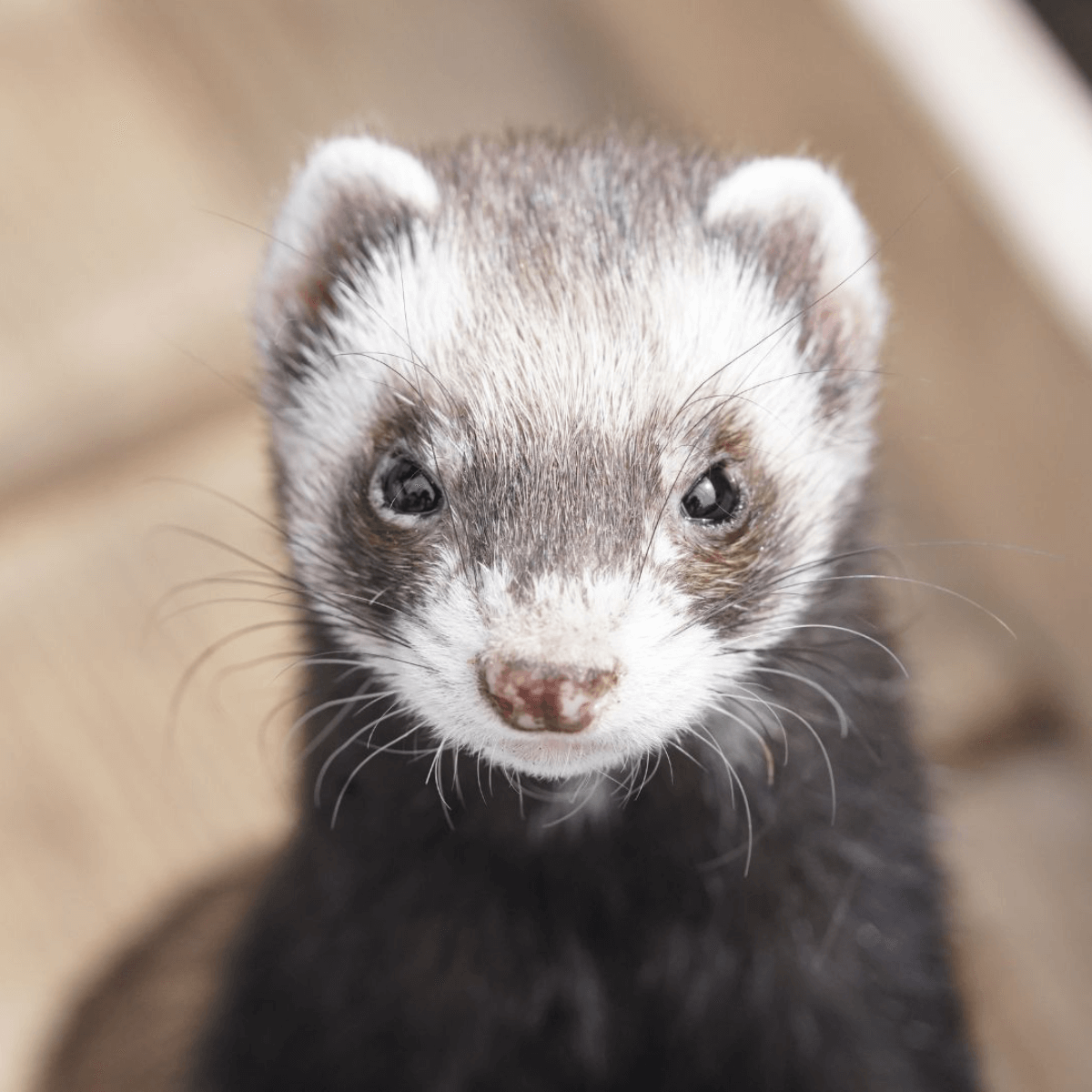 Pocket Pets In Framingham, MA | Slade Veterinary Hospital